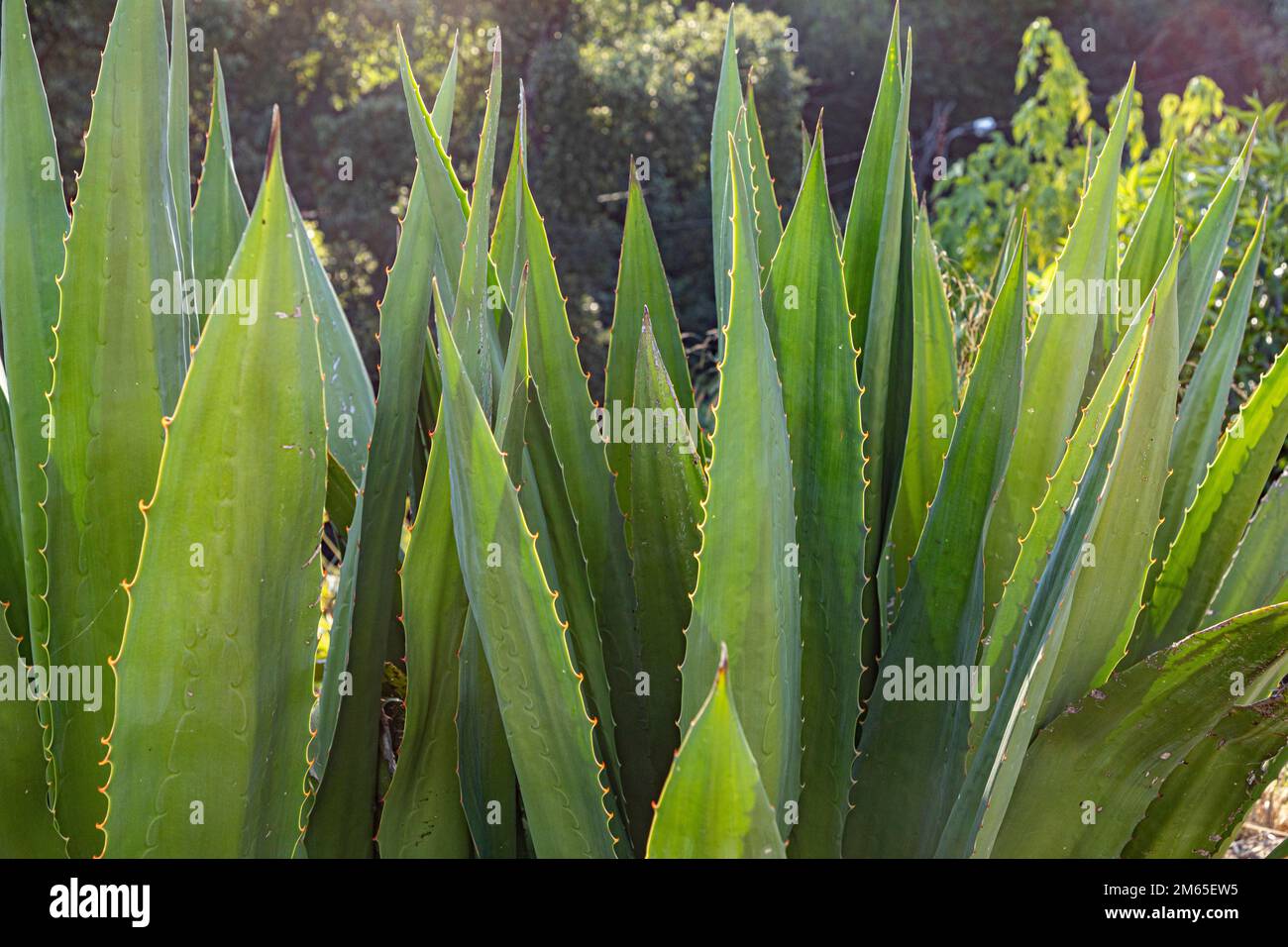 agave plant with thorns in bright light in Portugal Stock Photo - Alamy