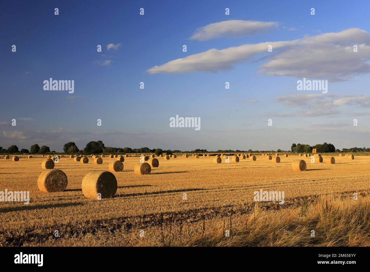 Straw bales in a Fenland field near Wisbech town, Cambridgeshire ...