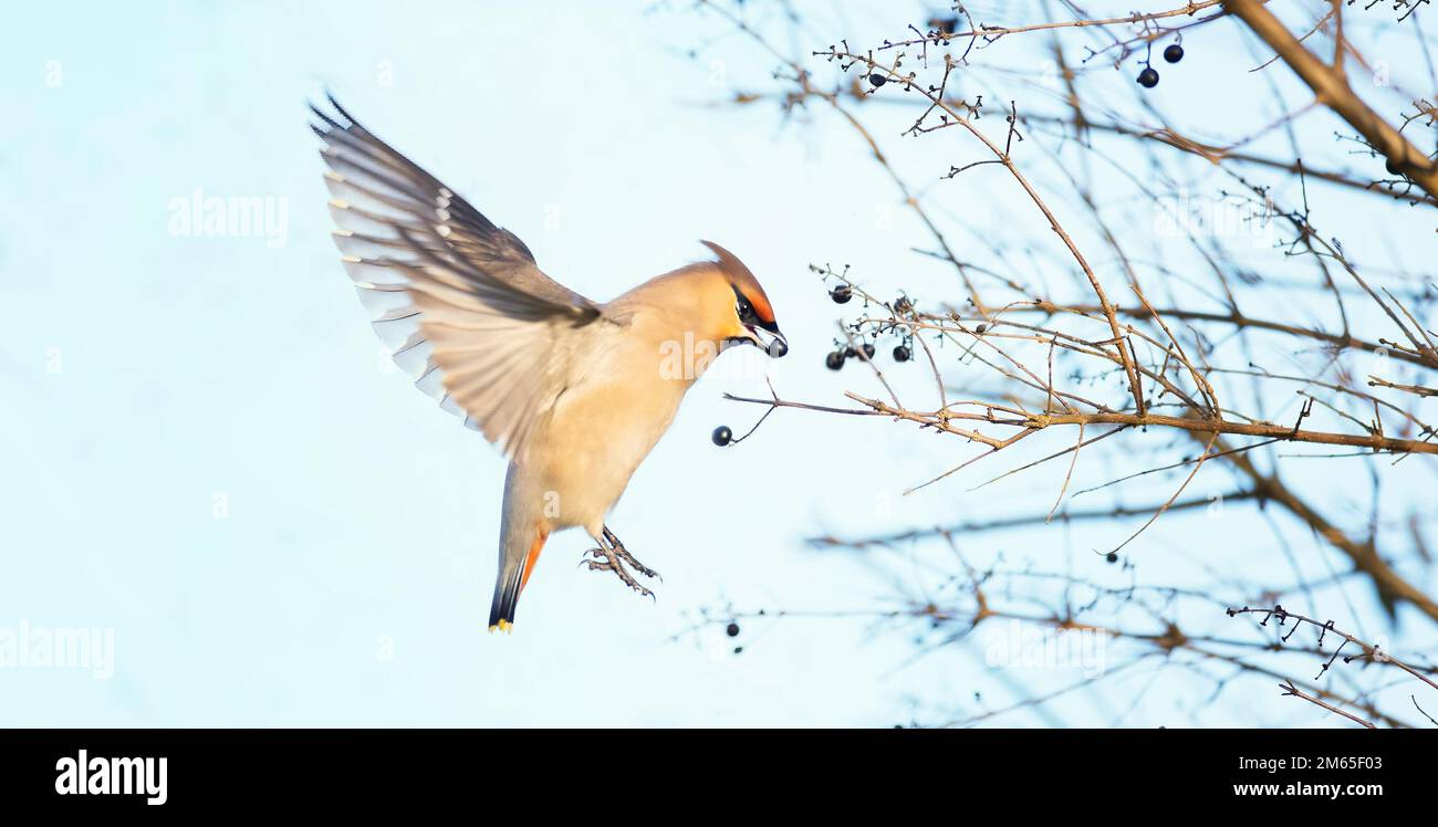 Bird Bohemian waxwing Bombycilla garrulus feeding on rowan branch ...