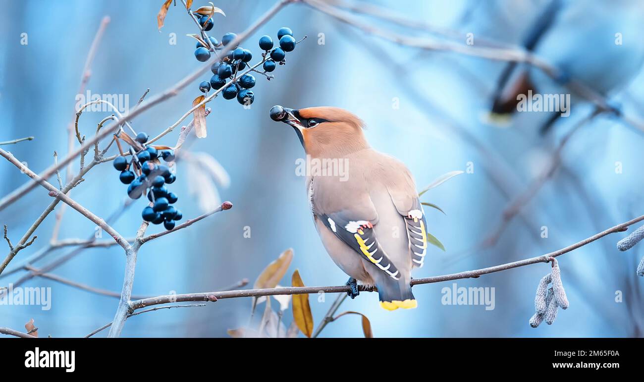 Bird Bohemian waxwing Bombycilla garrulus feeding on rowan branch ...