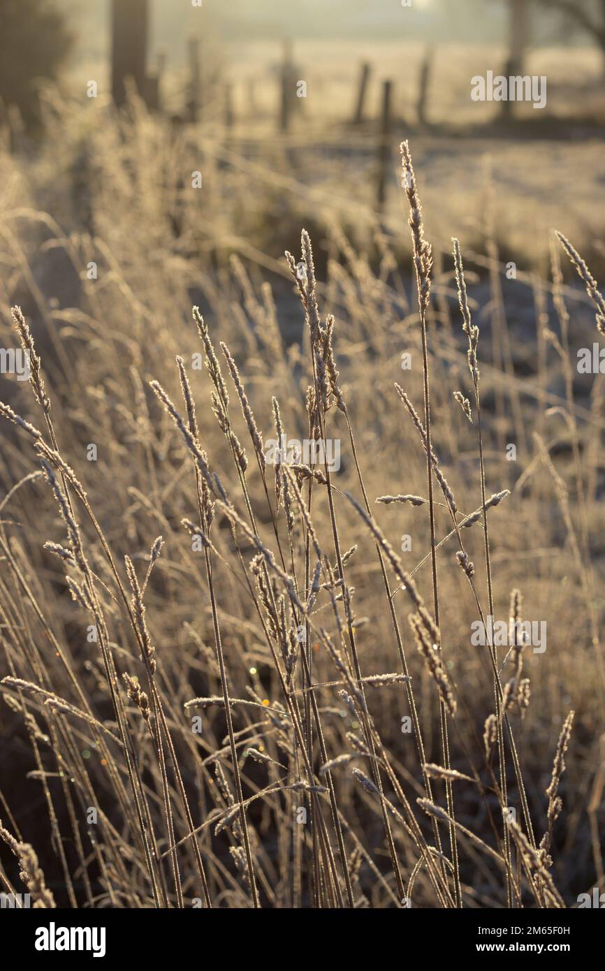 Golden early morning sunlight shines through frosty grass on a freezing ...