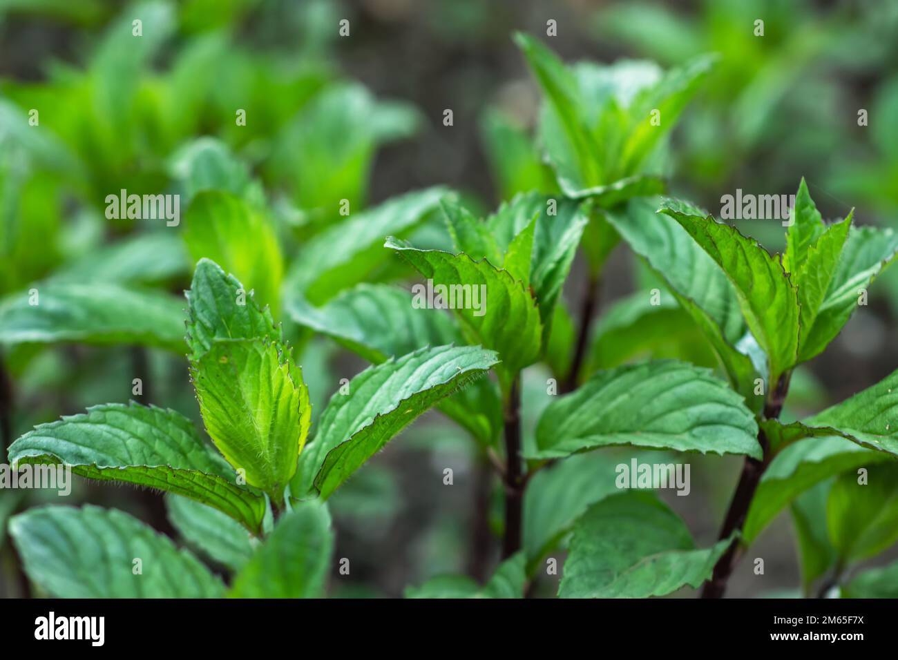 Fresh leaves green mint. Plant grow background Stock Photo - Alamy