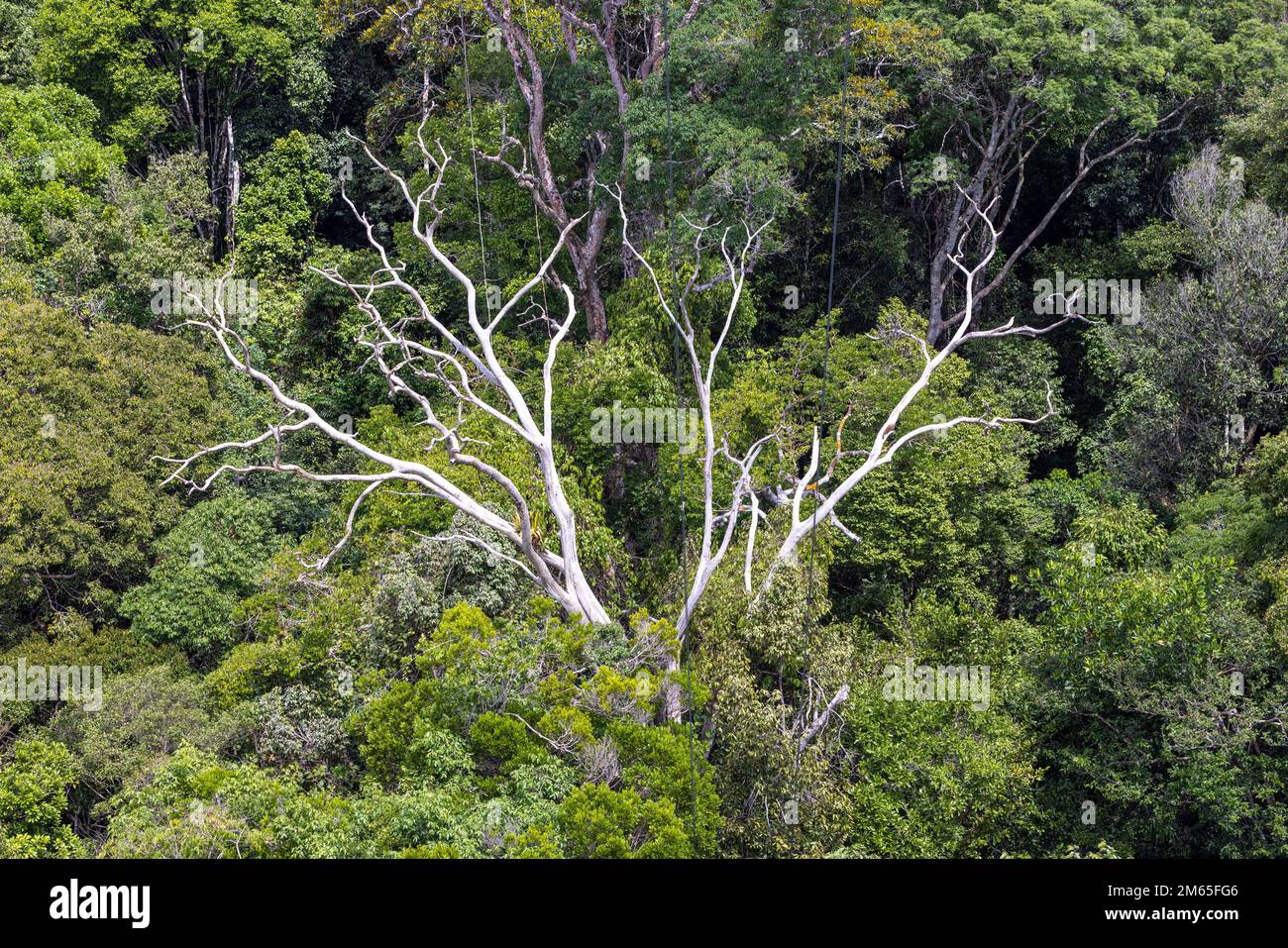 Manaus, Brazil. 02nd Jan, 2023. A tree without leaves stands in the ...