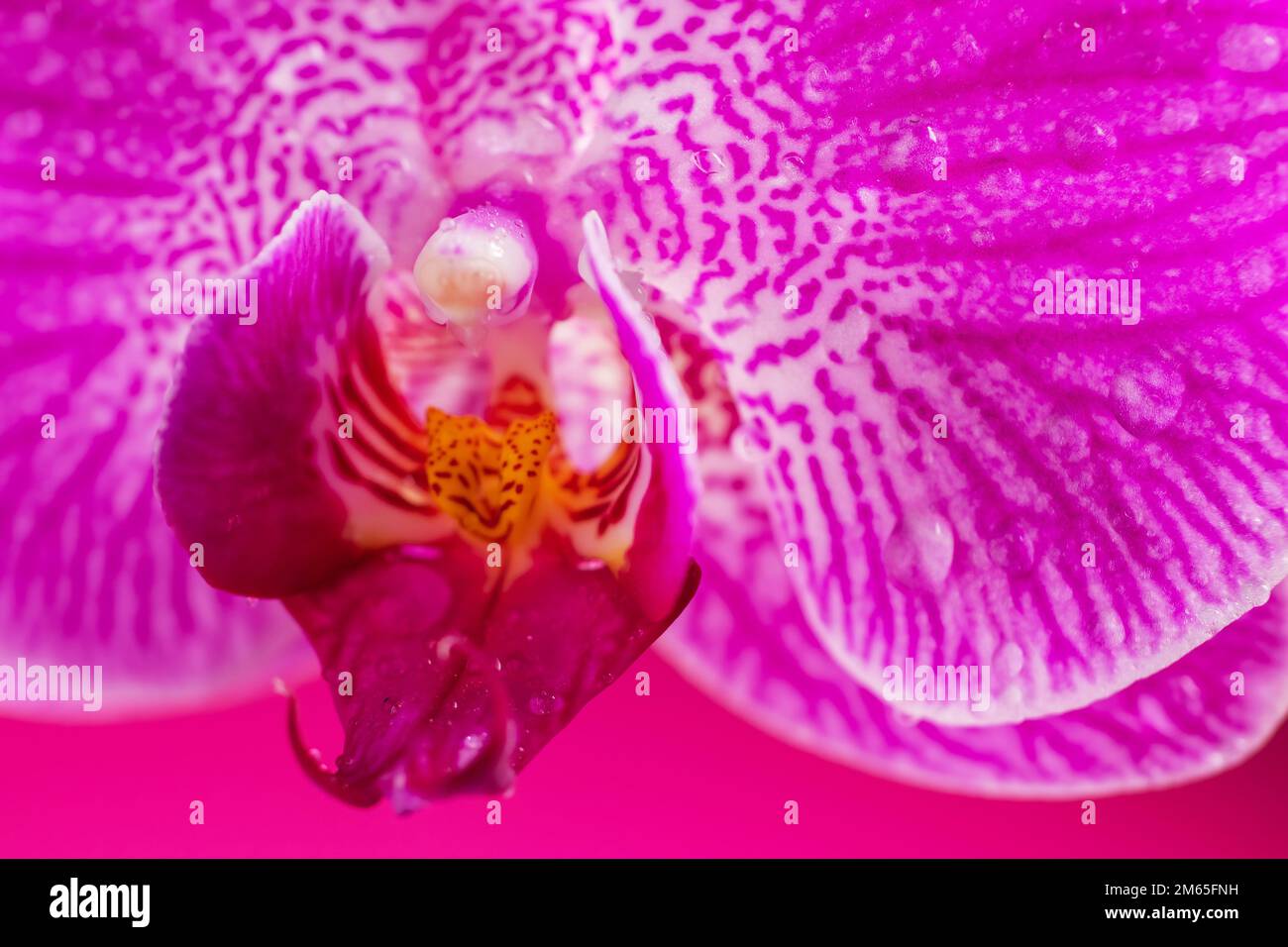 Purple orchid flower phalaenopsis, with water drops phalaenopsis or ...