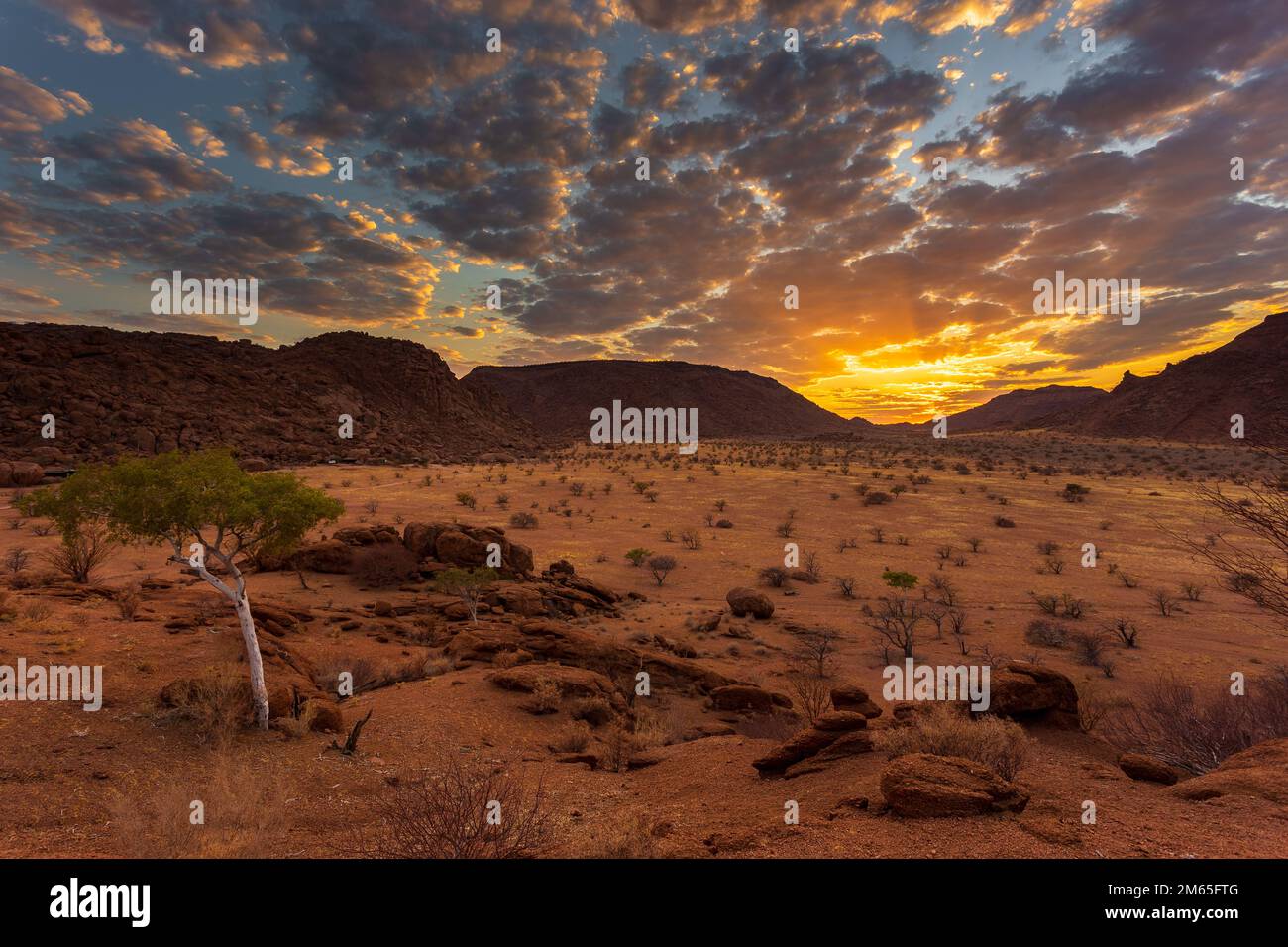 Namibian landscape, red ground and African vegetation around ...