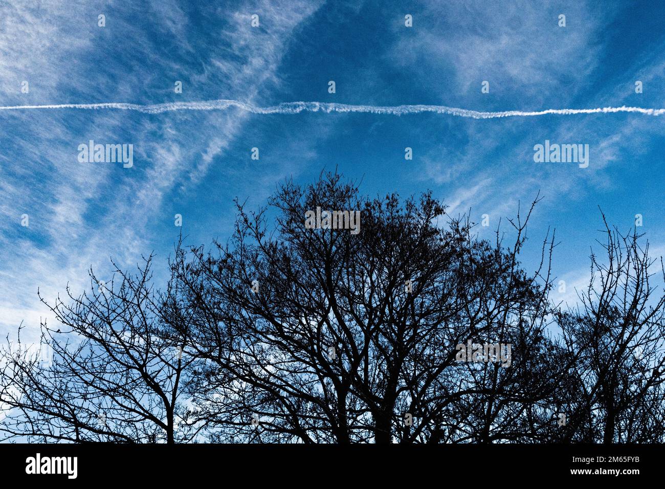 A low angle shot of leafless trees with the clean sky in the background ...