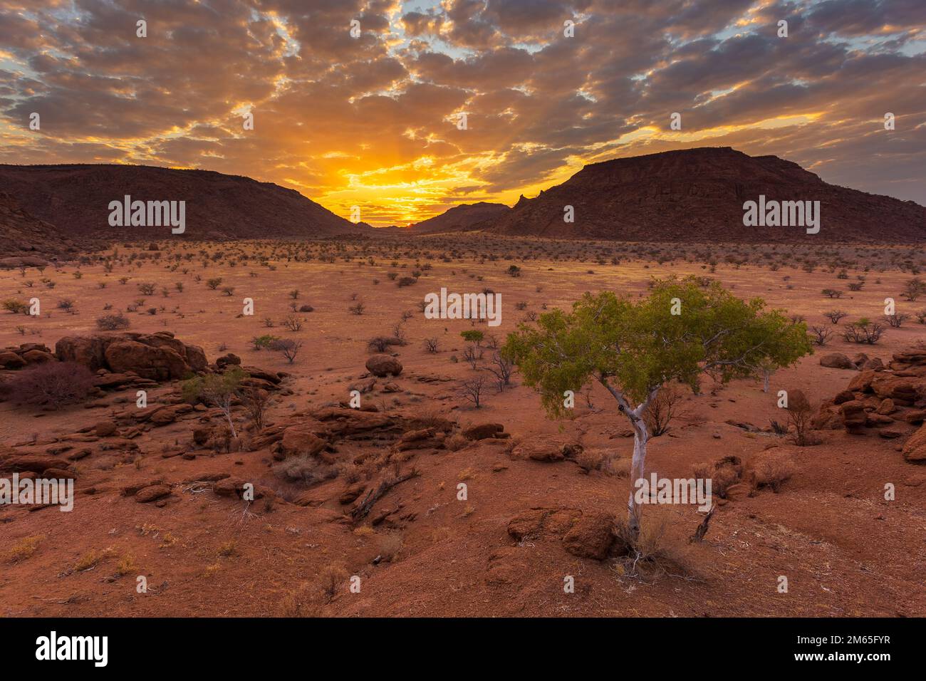 Namibian landscape, red ground and African vegetation around ...
