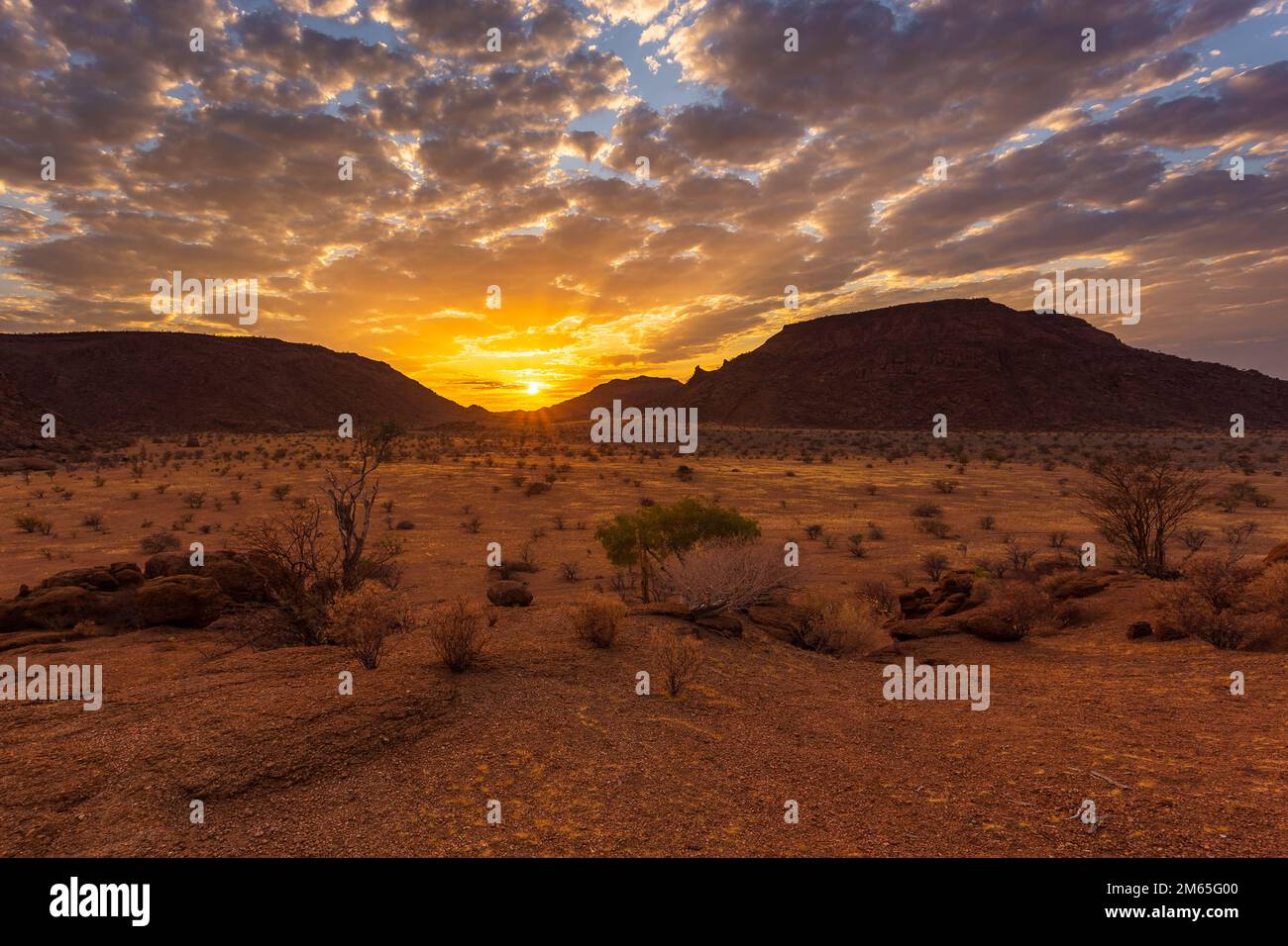 Namibian landscape, red ground and African vegetation around ...