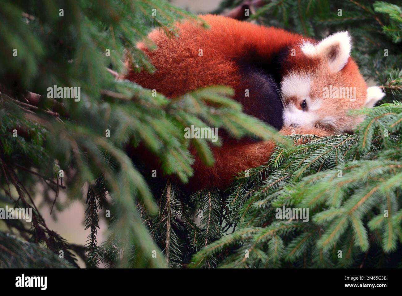 Liberec, Czech Republic. 2nd Jan, 2023. Red Panda (Ailurus fulgens ...