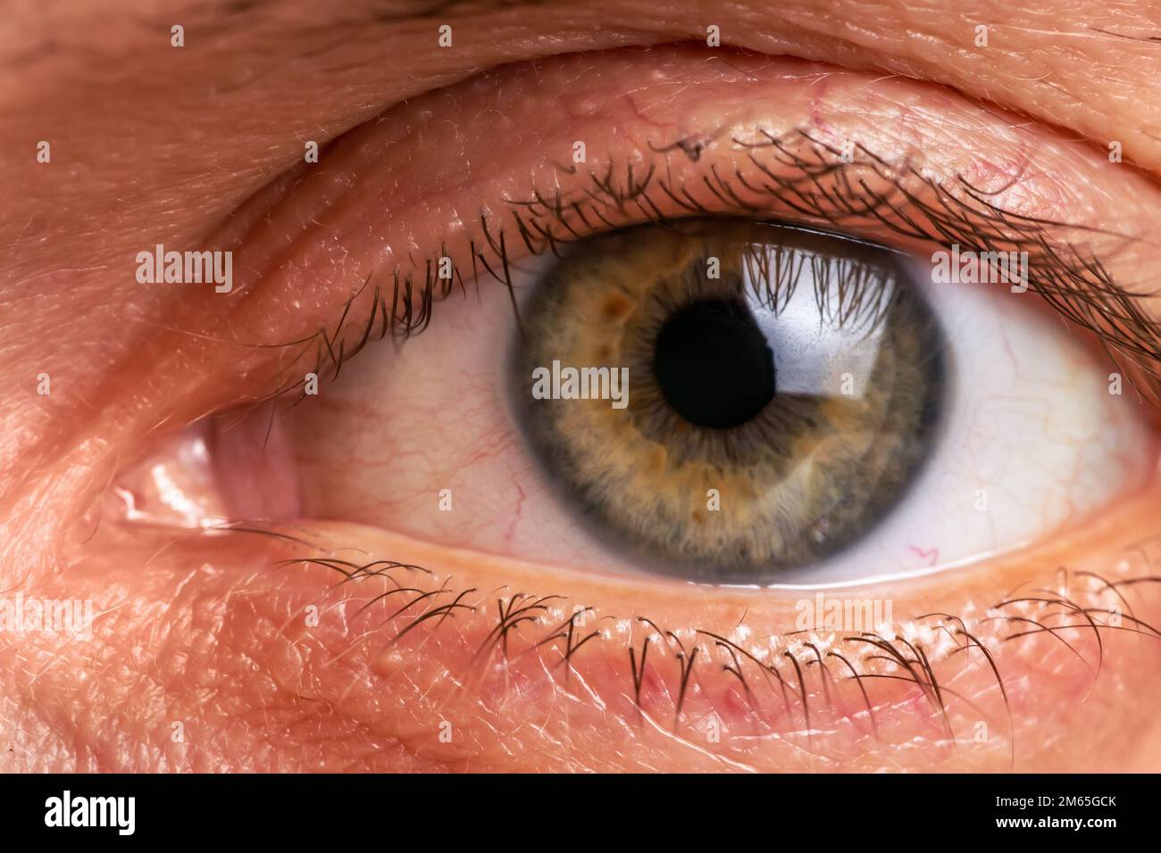 The close up shot of human eye. The human eye is a paired sense organ ...