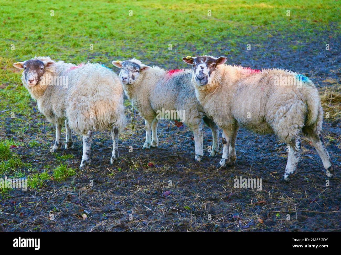 Three handsome sheep in the meadow, Downham, Clitheroe, Lancashire ...