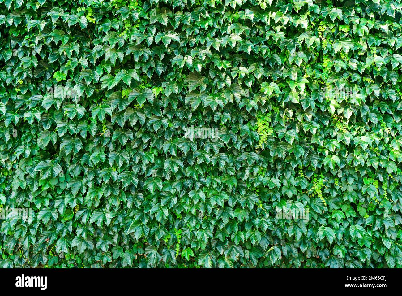 Green plant wall background. Natural bush leaf for design garden . High ...