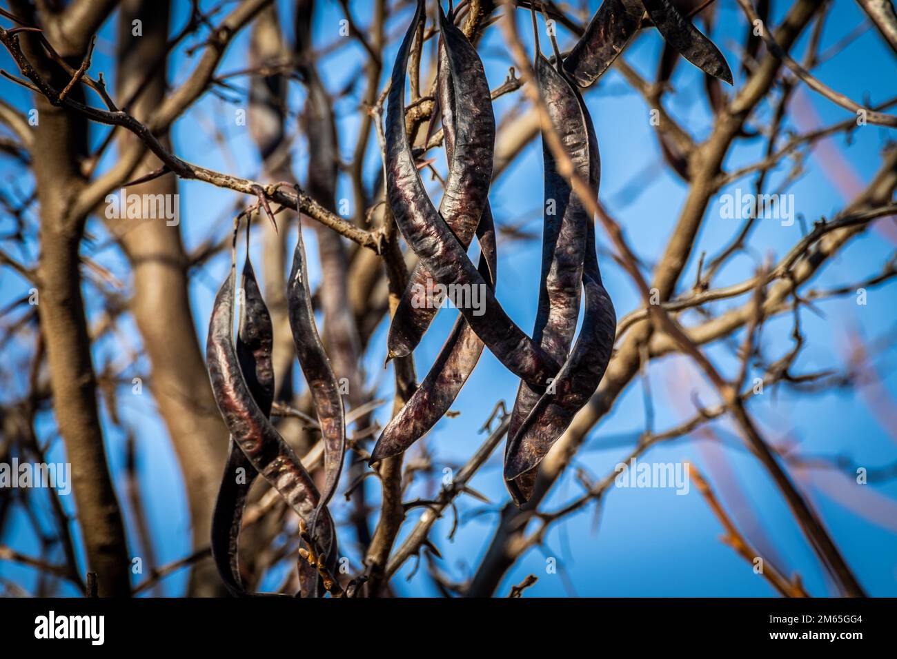 Honey locust tree close up shot Stock Photo - Alamy