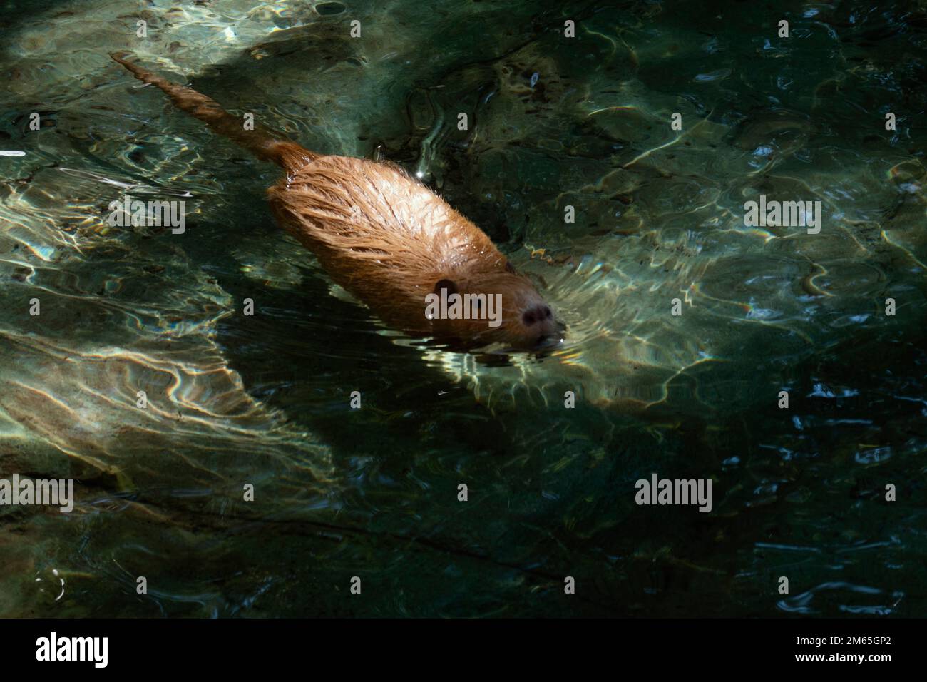 The capybara animal in water Stock Photo - Alamy