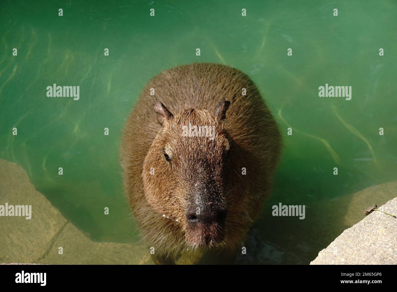 The capybara animal in water Stock Photo - Alamy
