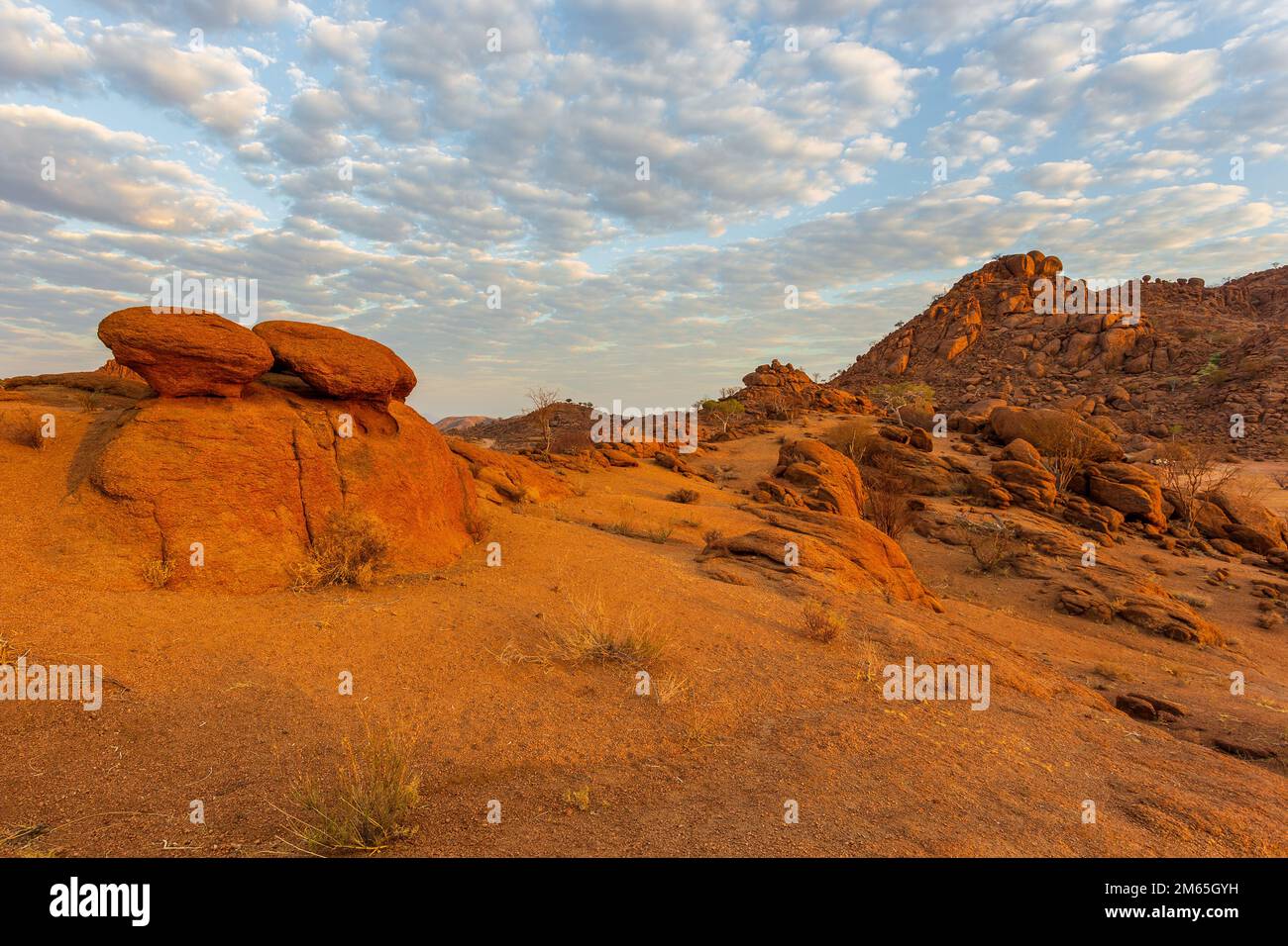 Namibian landscape, red ground and African vegetation around ...