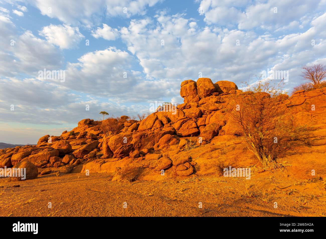 Namibian landscape, red ground and African vegetation around ...