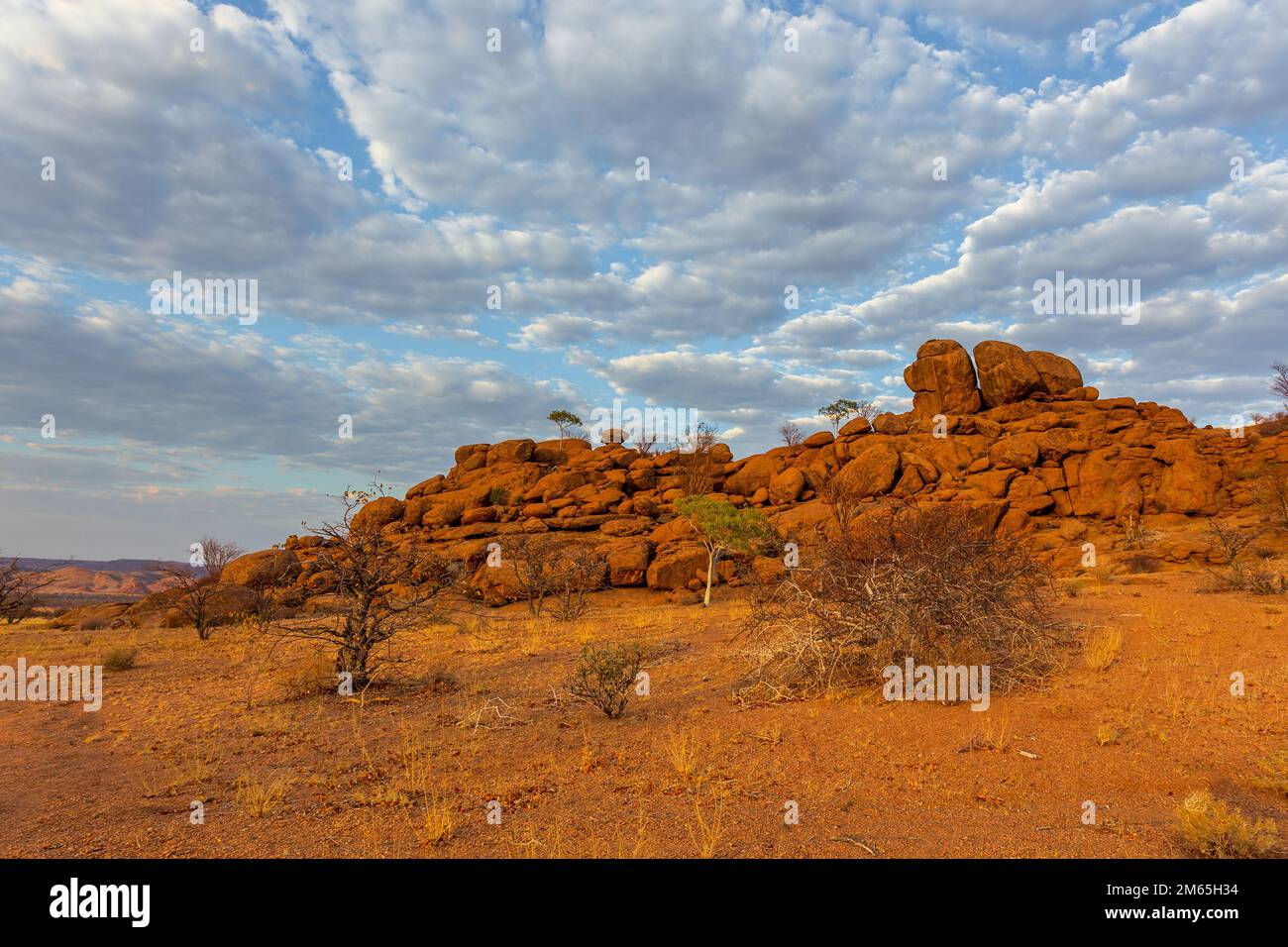 Namibian landscape, red ground and African vegetation around ...