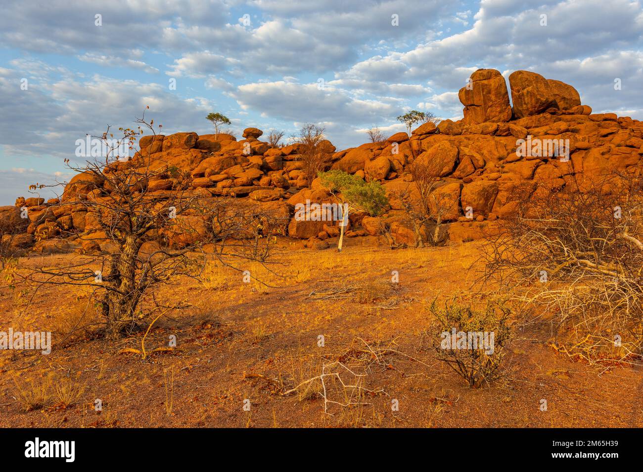 Namibian landscape, red ground and African vegetation around ...