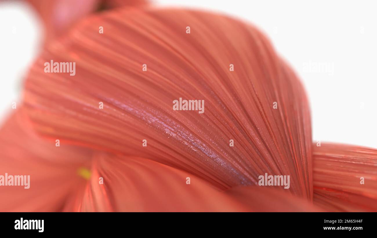 Human Muscle Anatomy For medical concept 3D Illustration Stock Photo ...