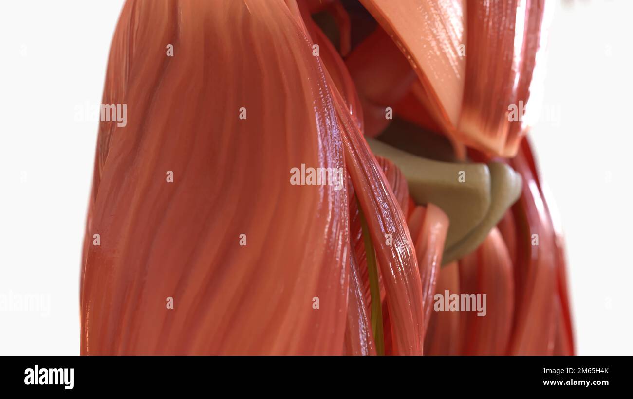 Human Muscle Anatomy For medical concept 3D Illustration Stock Photo ...