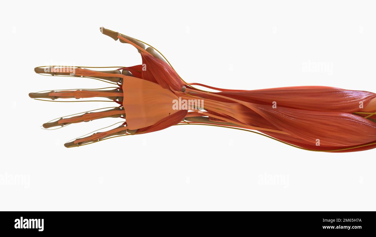 Human Muscle Anatomy For medical concept 3D Illustration Stock Photo ...