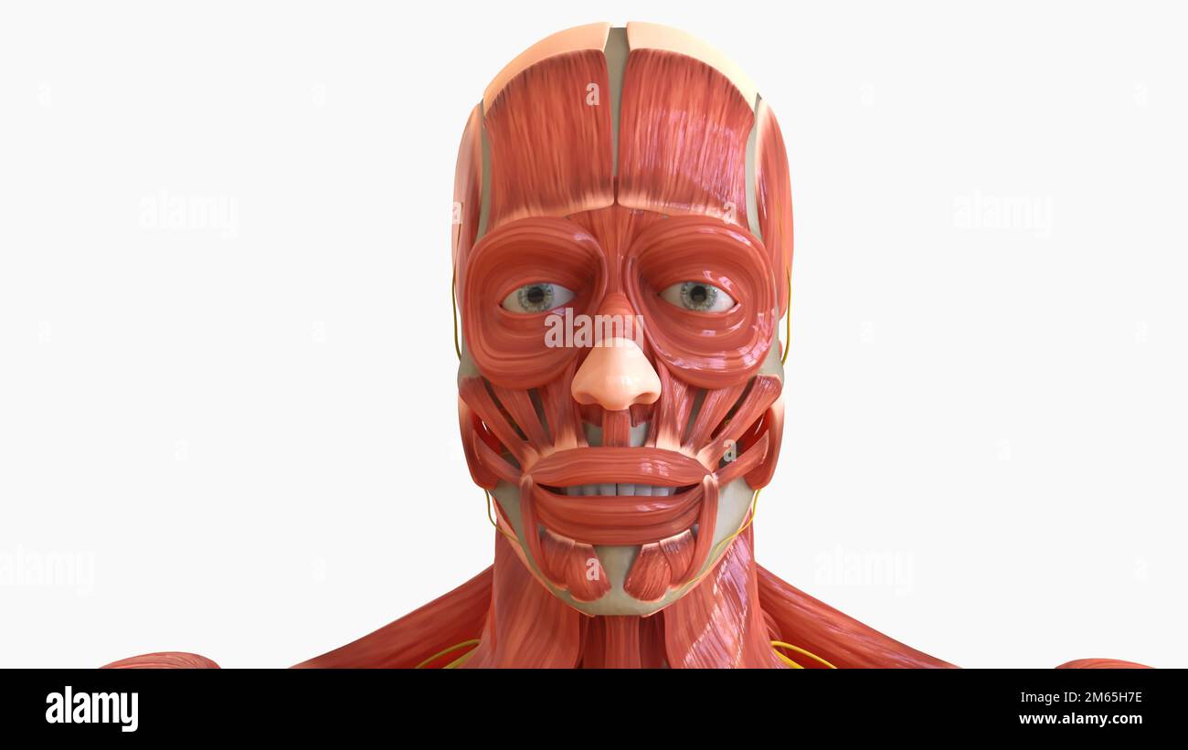 Human Muscle Anatomy For medical concept 3D Illustration Stock Photo ...