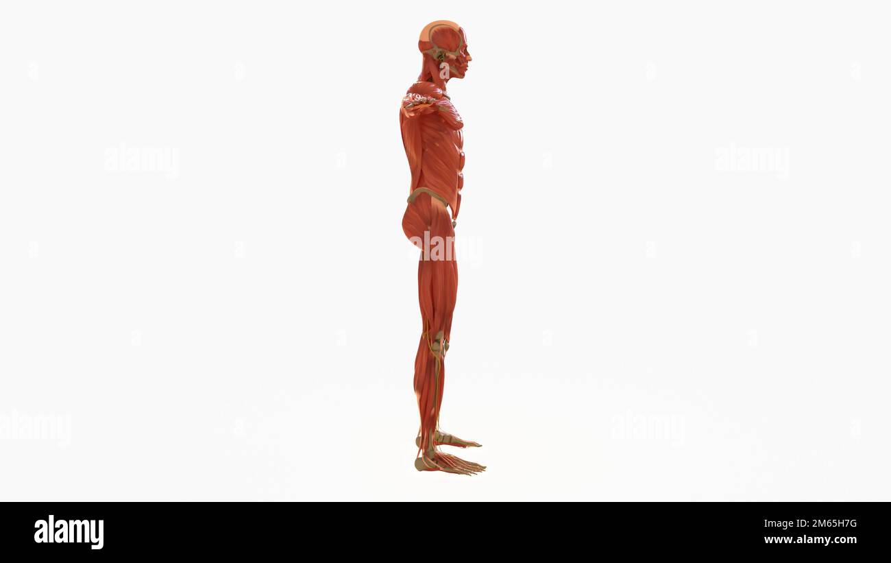 Human Muscle Anatomy For medical concept 3D Illustration Stock Photo ...