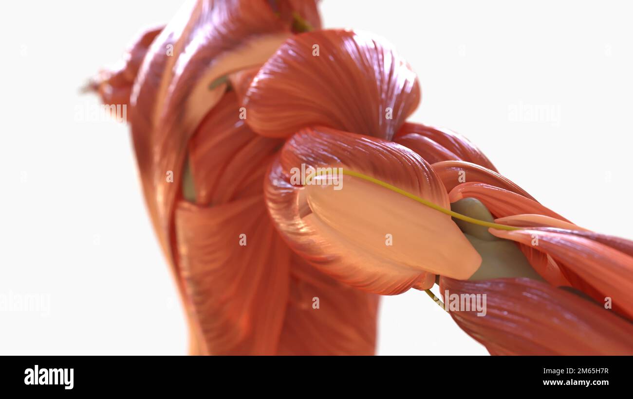 Human Muscle Anatomy For medical concept 3D Illustration Stock Photo ...