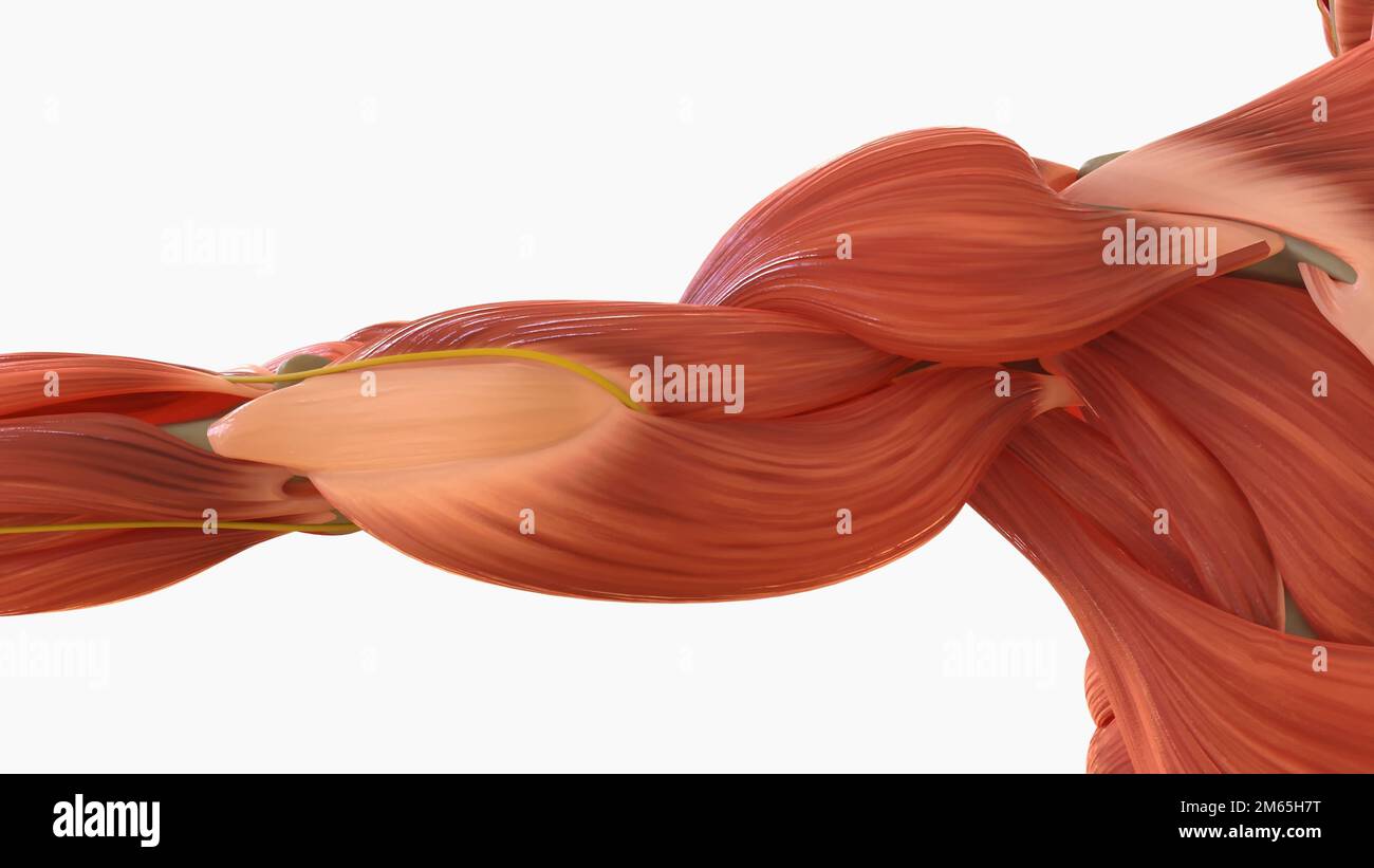 Human Muscle Anatomy For medical concept 3D Illustration Stock Photo ...