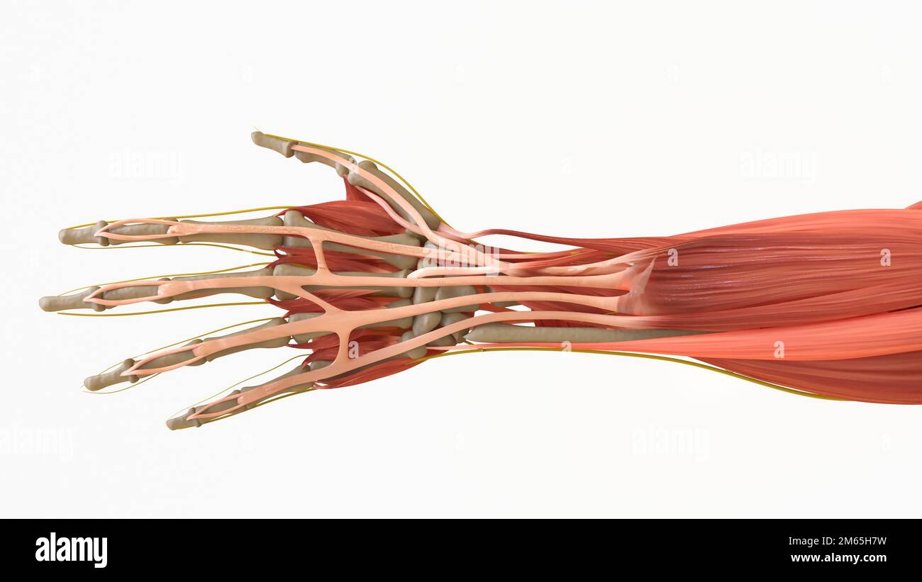 Human Muscle Anatomy For medical concept 3D Illustration Stock Photo ...