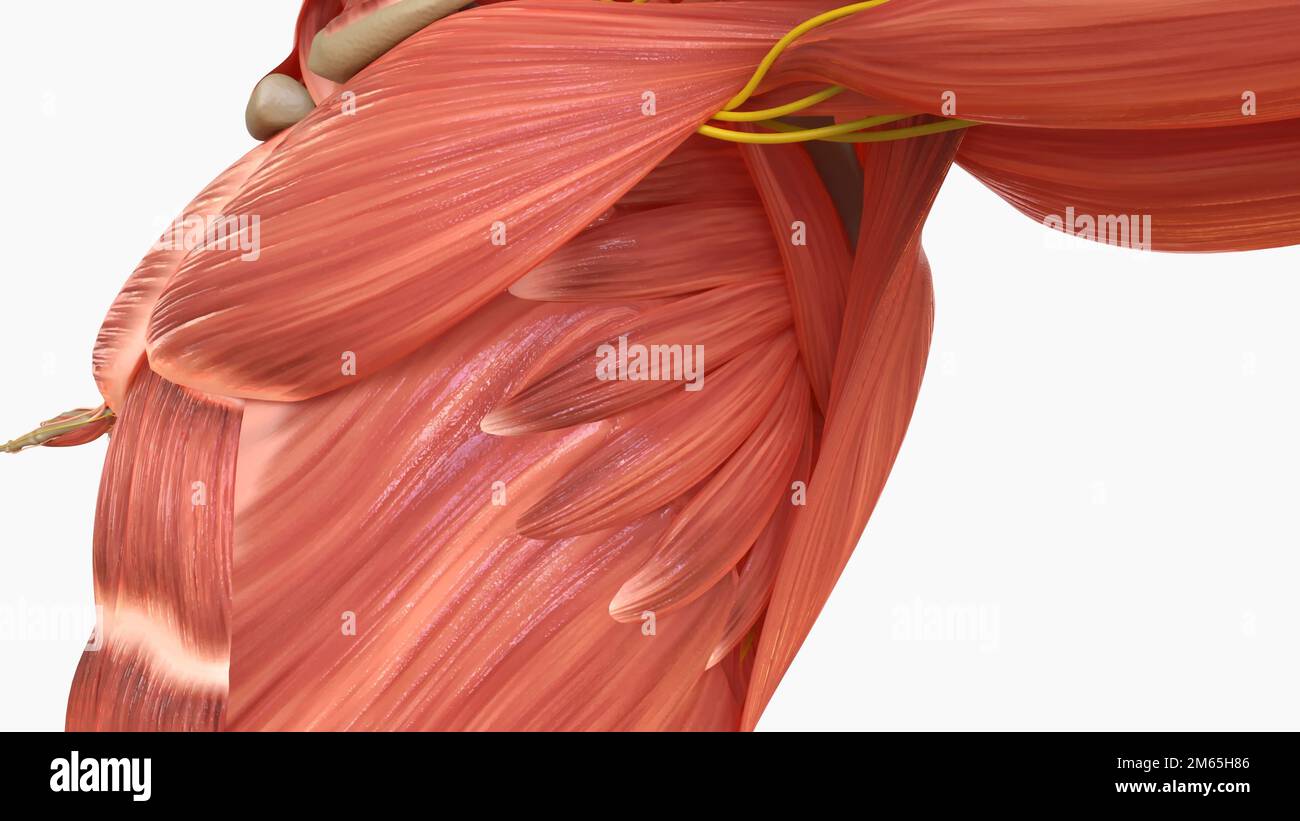 Human Muscle Anatomy For medical concept 3D Illustration Stock Photo ...