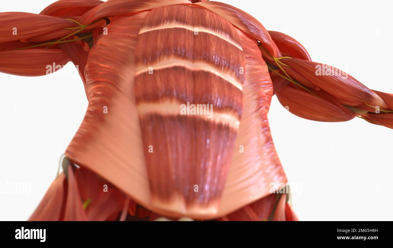 Human Muscle Anatomy For medical concept 3D Illustration Stock Photo ...