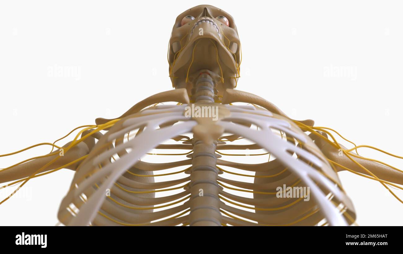 Human Skeleton Anatomy For medical concept 3D Illustration Stock Photo ...