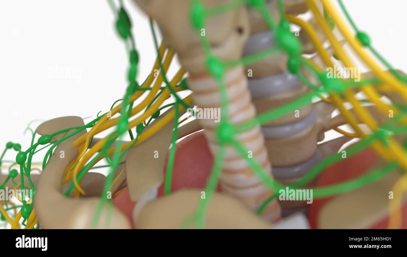 Human Lymph Nodes Anatomy For Medical Concept 3D Illustration Stock ...