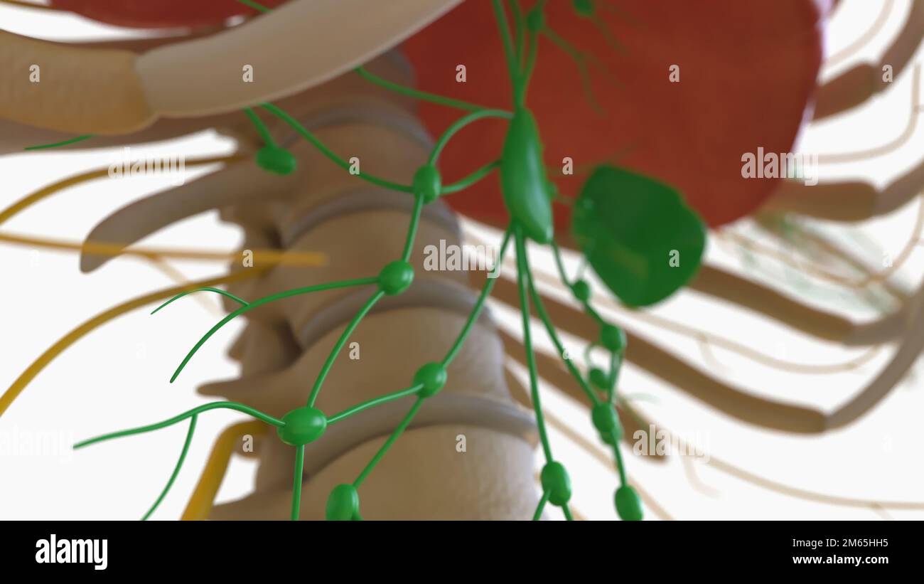 Human Lymph Nodes Anatomy For Medical Concept 3D Illustration Stock ...