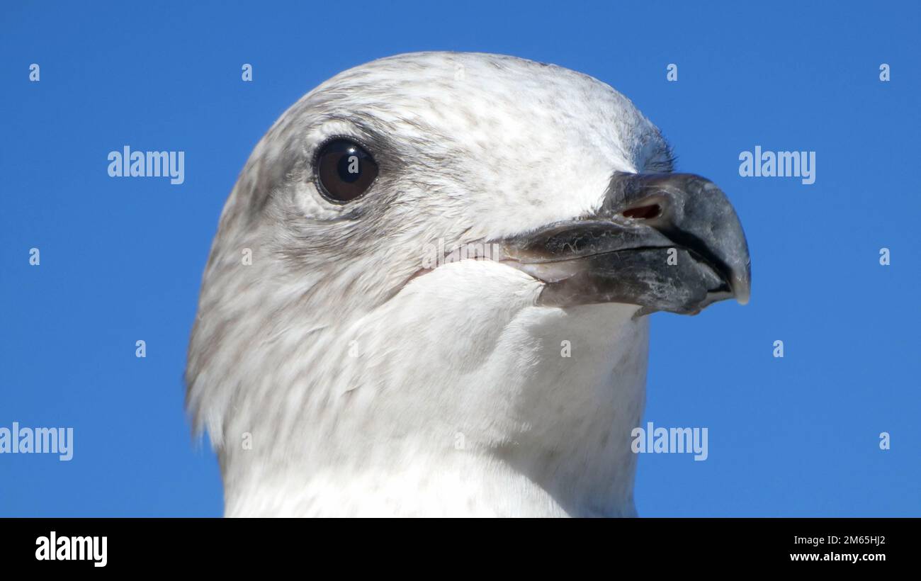 A close-up of a Common gull's head ( Larus canus) against the blue sky ...