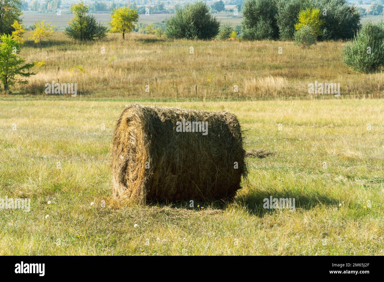 Rolled up haystack in field. Twisted grass for animal feed on farm ...