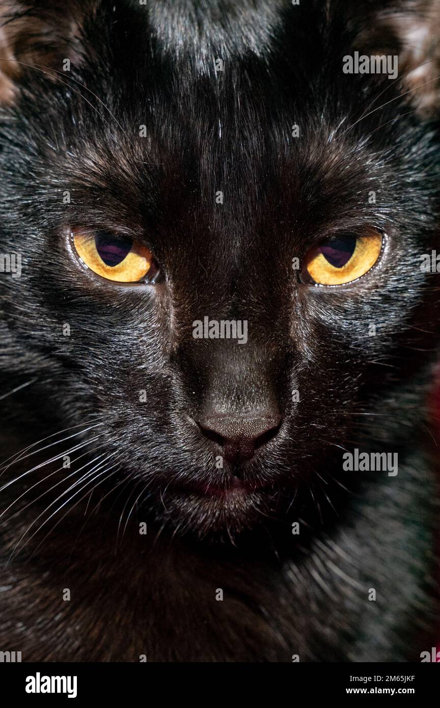 Head of a black cat facing forward Stock Photo - Alamy