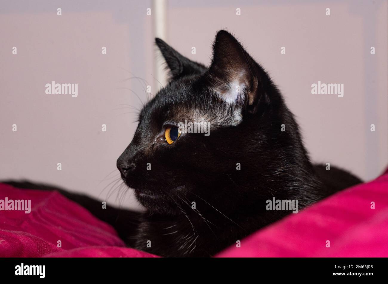 Head of a black cat looking sideways Stock Photo - Alamy