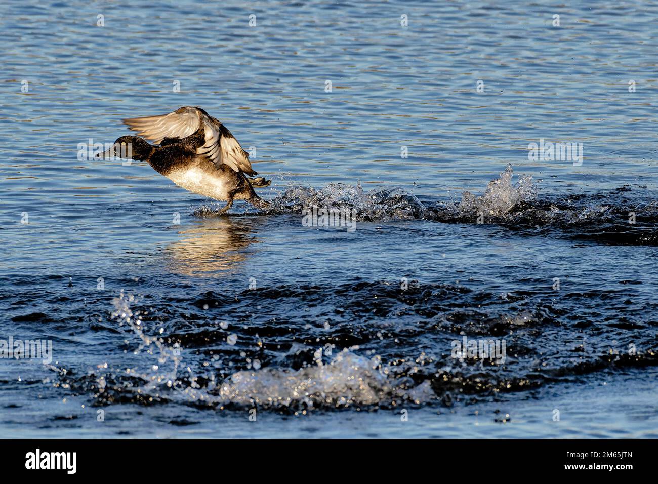 Tufted duck taking off at RSPB Titchwell Marsh Stock Photo - Alamy