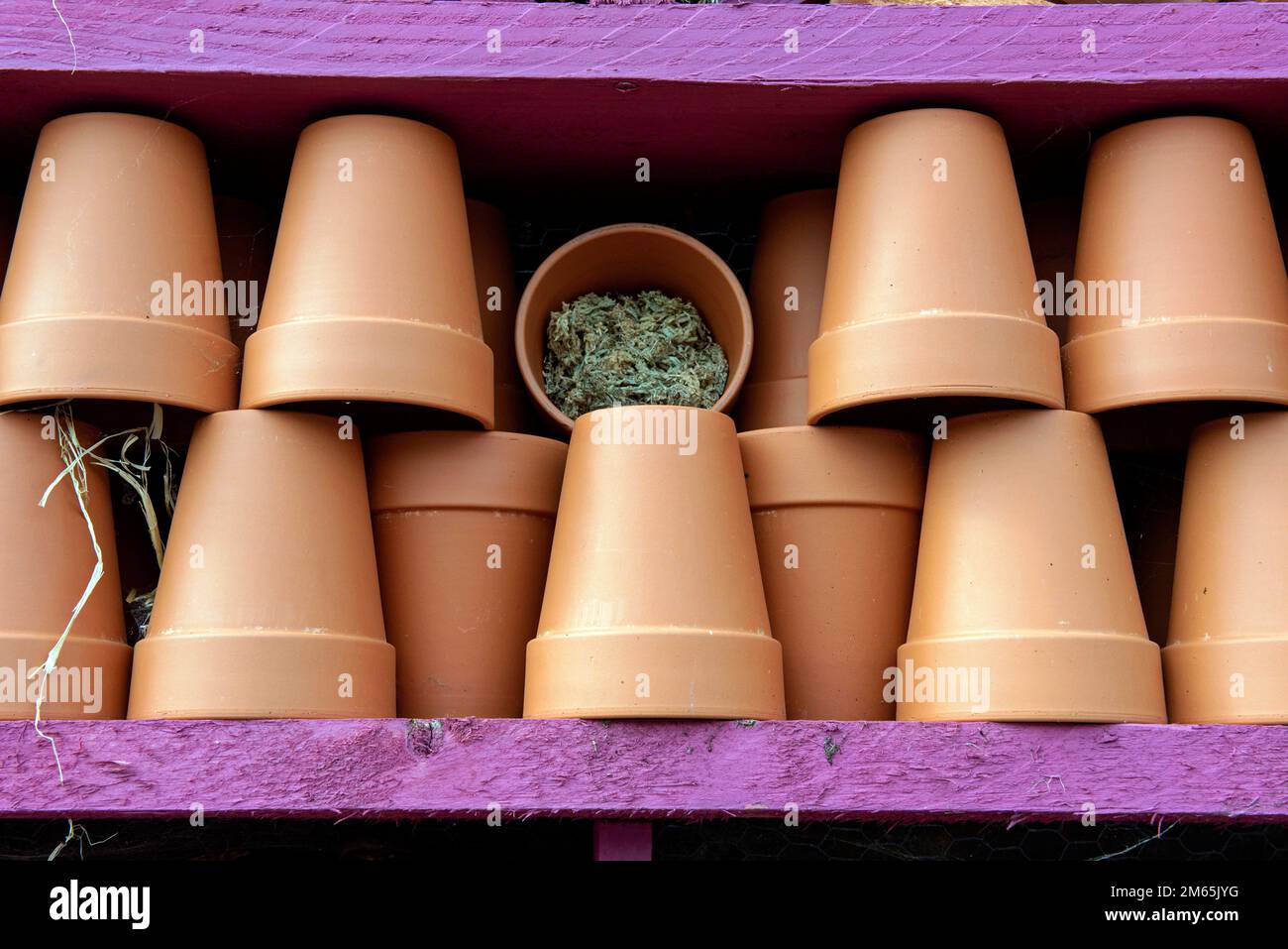 Terracotta flower or plant pots upside down on mauve coloured shelf ...