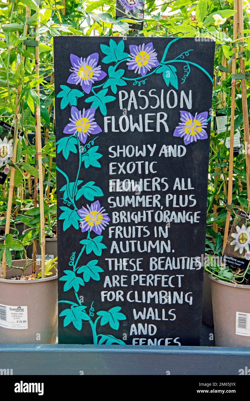 Passion Flower- Passiflora cerulean colourful notice amongst plants in ...