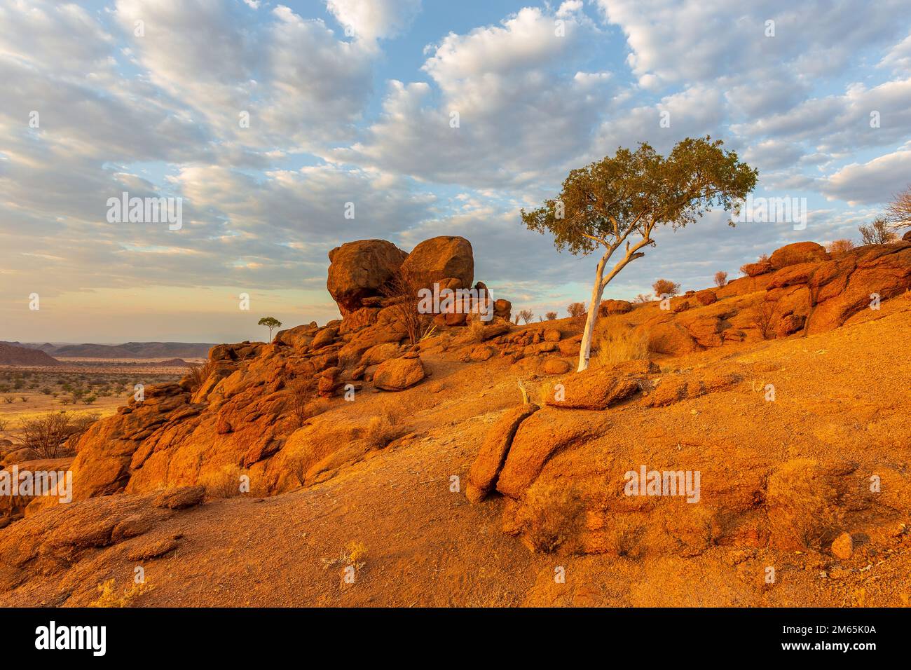 Namibian landscape, red ground and African vegetation around ...