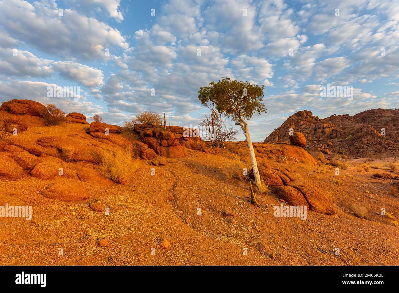 Namibian landscape, red ground and African vegetation around ...