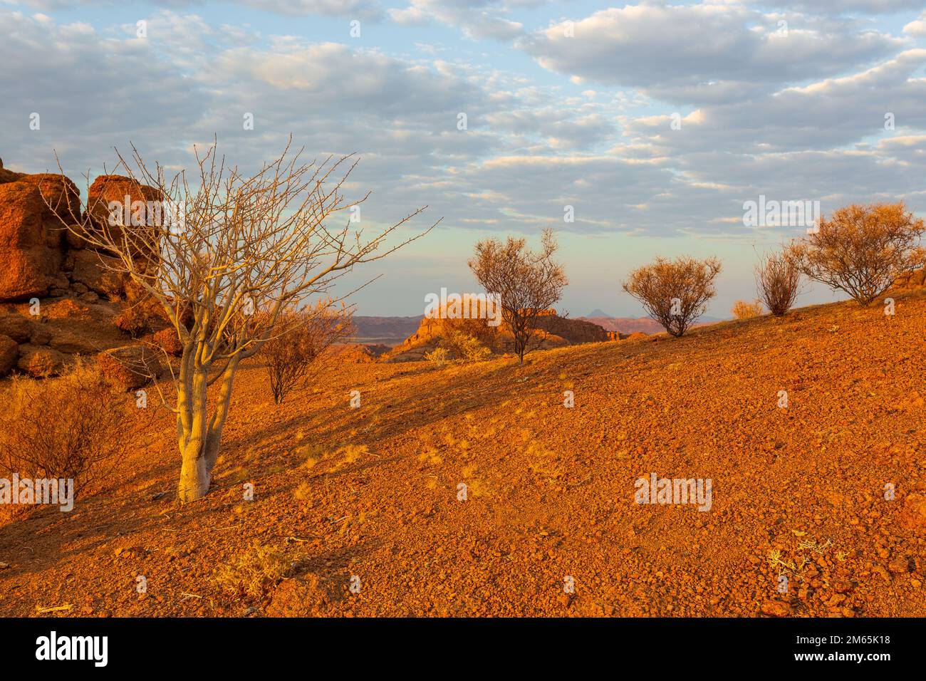 Namibian landscape, red ground and African vegetation around ...