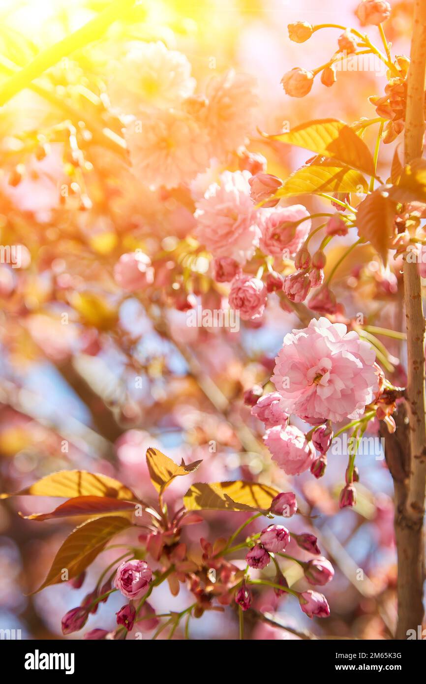 Beautiful cherry blossom sakura in spring time over blue sky Stock ...