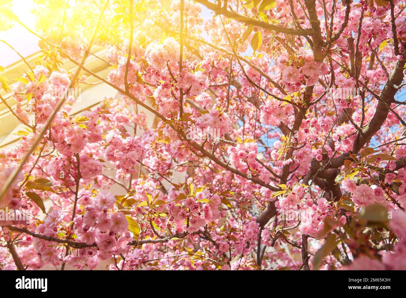 Beautiful cherry blossom sakura in spring time over blue sky Stock ...