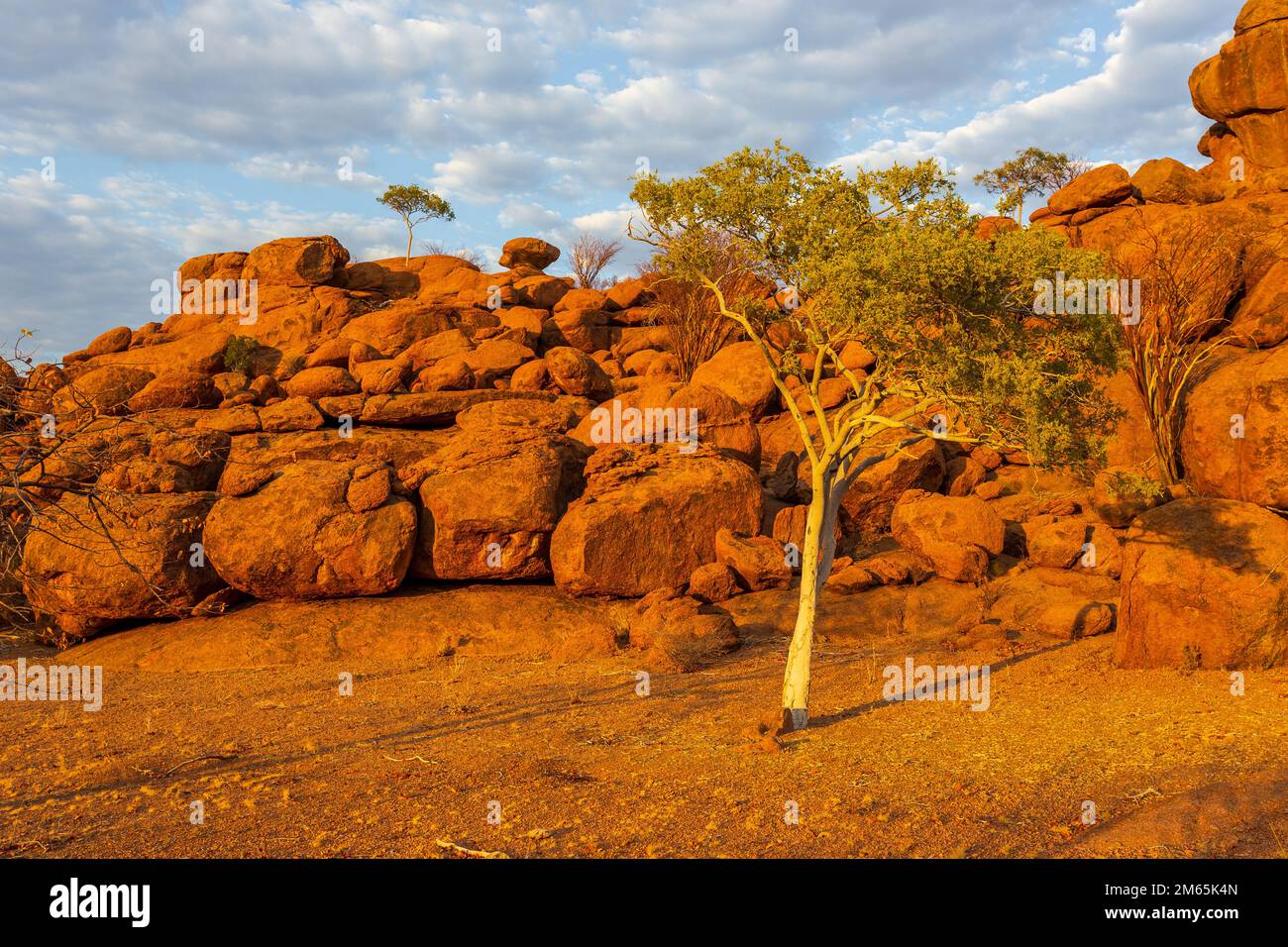 Namibian landscape, red ground and African vegetation around ...