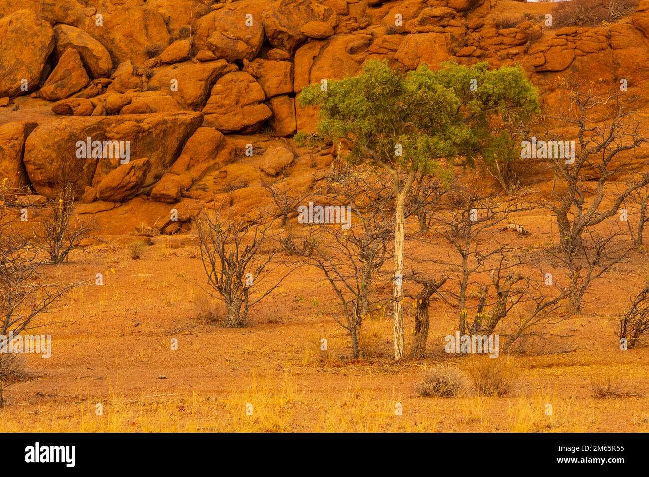 Namibian landscape, red ground and African vegetation around ...